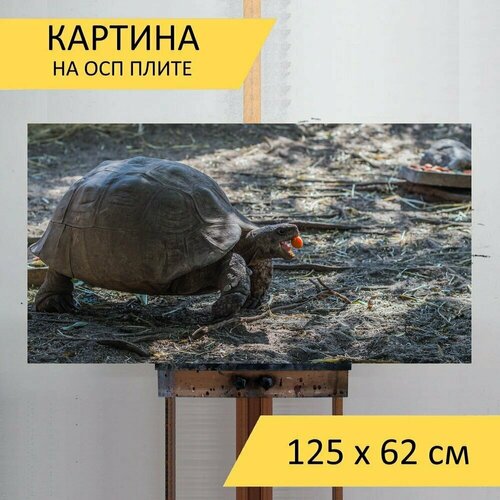 Картина на ОСП 125х62 см. "Черепаха, принимать пищу, животное" горизонтальная, для интерьера, с креплениями