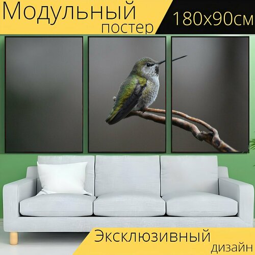 Модульный постер "Колибри анны, птица, колибри" 180 x 90 см. для интерьера