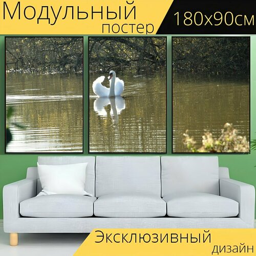 Модульный постер "Лебедь, водоплавающая птица, дикая природа" 180 x 90 см. для интерьера