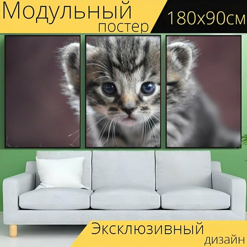 Модульный постер "Кошка ребенок, котенок, кот" 180 x 90 см. для интерьера