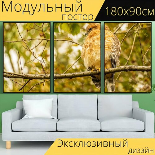 Модульный постер "Птица, ястреб, красноплечий ястреб" 180 x 90 см. для интерьера