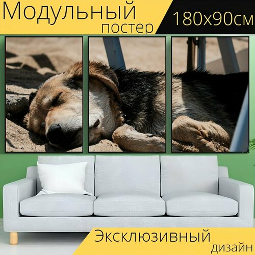 Модульный постер "Собака, спать, песок" 180 x 90 см. для интерьера