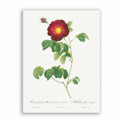 Картина на холсте, репродукция / Пьер-Жозеф Редуте - Simple-Flowered French Rose / Размер 30 x 40 см