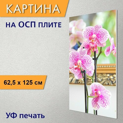 Вертикальная картина на ОСП "Фаленопсис, орхидея, орхидеи" 62x125 см. для интерьериа