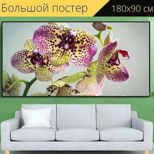 Большой постер "Цветы, цветок, орхидея" 180 x 90 см. для интерьера