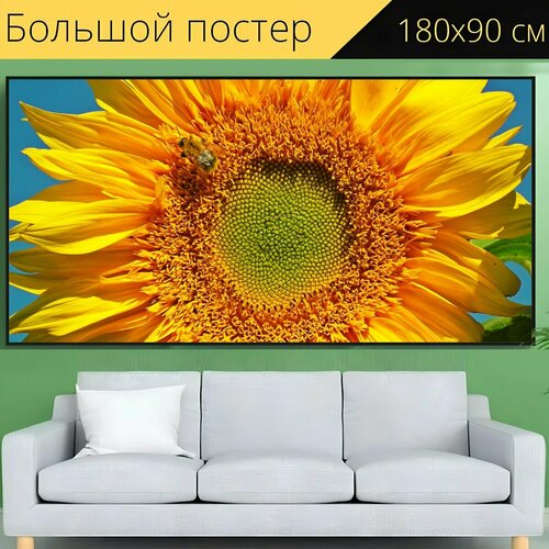 Большой постер "Подсолнечник, цветок, желтый" 180 x 90 см. для интерьера