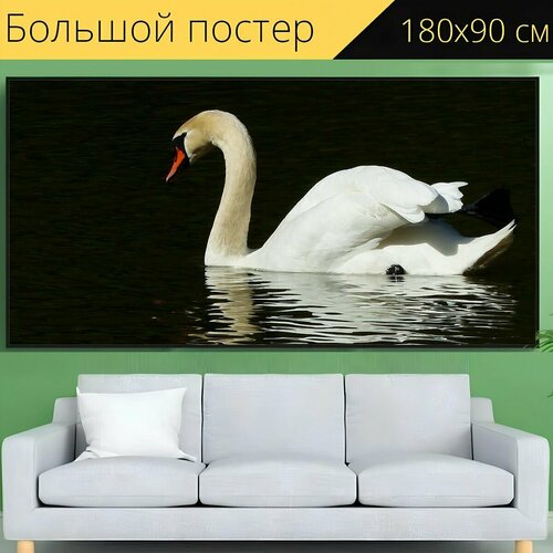 Большой постер "Лебедь, птица, водное пространство" 180 x 90 см. для интерьера