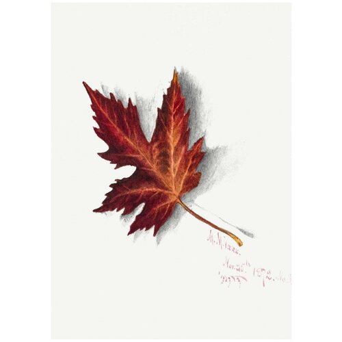 Постер / Плакат / Картина Листья - Кленовый лист 50х70 см в раме