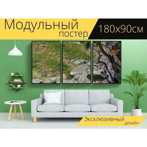 Модульный постер "Сурок, альпийский сурок, грызун" 180 x 90 см. для интерьера