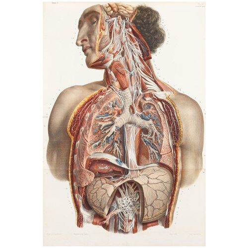 Постер / Плакат / Картина Анатомия - Строение вегетативных нервных сплетений 60х90 см в раме