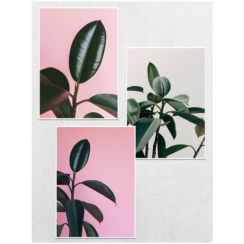 Постеры интерьерные Фикус растения минимализм Набор Плакатов 3 шт