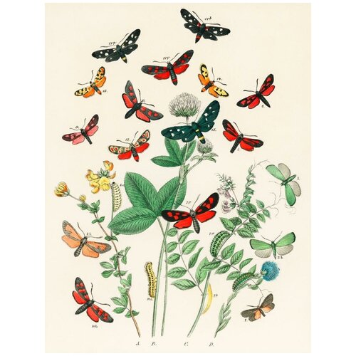 Постер / Плакат / Картина Бабочки - Бабочки на стебельках 90х120 см в подарочном тубусе