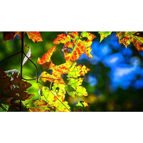 Картина на холсте 60x110 LinxOne "Листья макро свет осень ветка" интерьерная для дома / на стену / на кухню / с подрамником