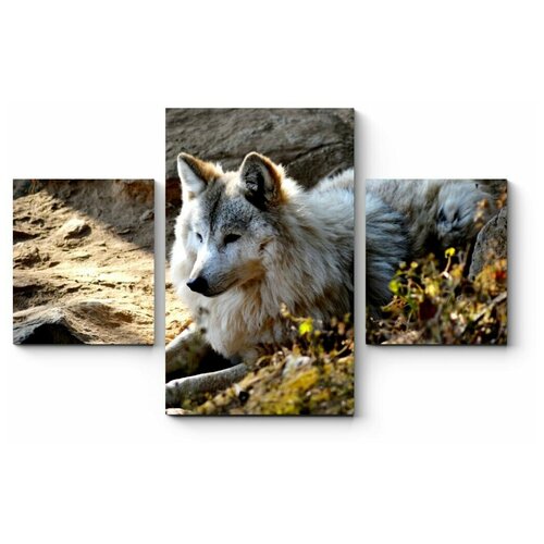 Модульная картина Гималайский волк 160x104