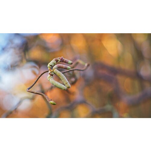 Картина на холсте 60x110 LinxOne "Растение Макро Ветка Почки Весна" интерьерная для дома / на стену / на кухню / с подрамником