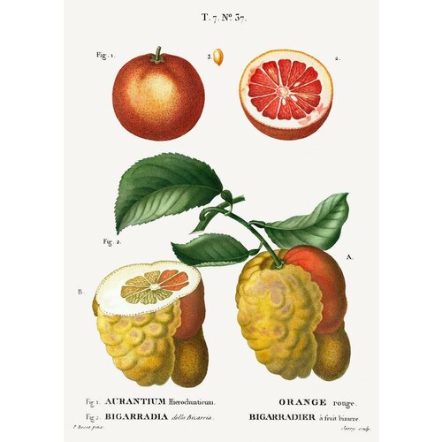 Постер / Плакат / Картина Фрукты - Красный грейпфрут 40х50 см в подарочном тубусе