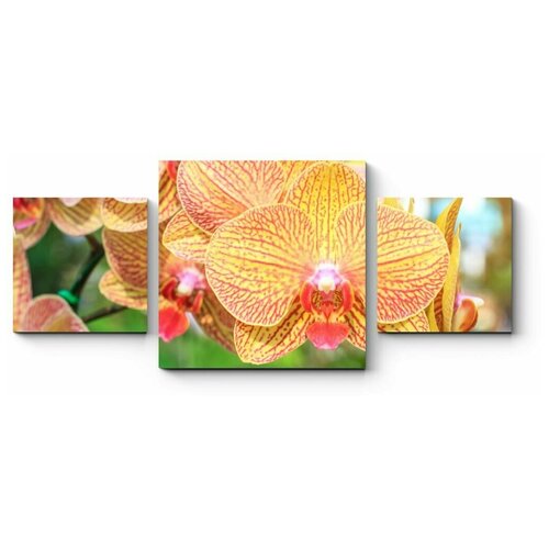 Модульная картина Тайская орхидея 100x43