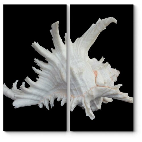 Модульная картина Морская раковина70x70