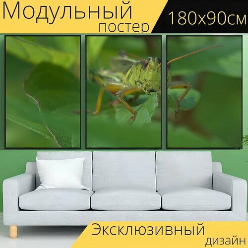 Модульный постер "Кузнечик, крикет, насекомое" 180 x 90 см. для интерьера