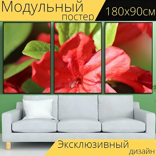 Модульный постер "Азалия, цветы, красный" 180 x 90 см. для интерьера