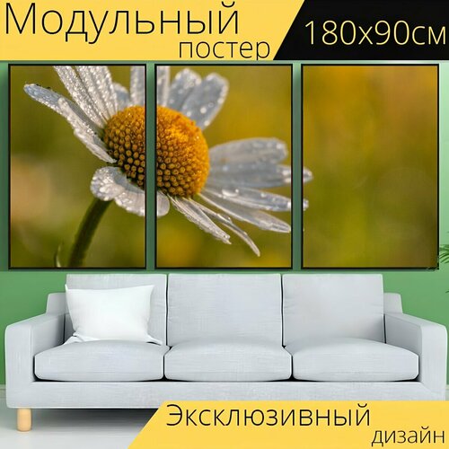 Модульный постер "Маргаритка, цветок, роса" 180 x 90 см. для интерьера