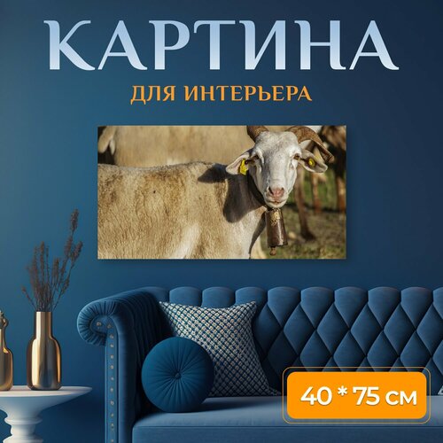 Картина на холсте "Овцы, рога, животные" на подрамнике 75х40 см. для интерьера