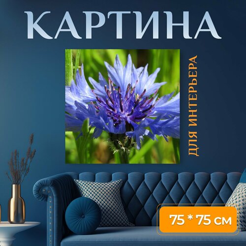 Картина на холсте "Васильковый, синий, полевой цветок" на подрамнике 75х75 см. для интерьера