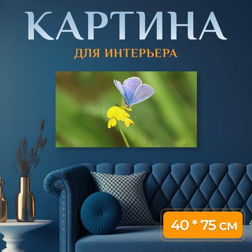Картина на холсте "Бабочка, обыкновенный синий, крыло" на подрамнике 75х40 см. для интерьера