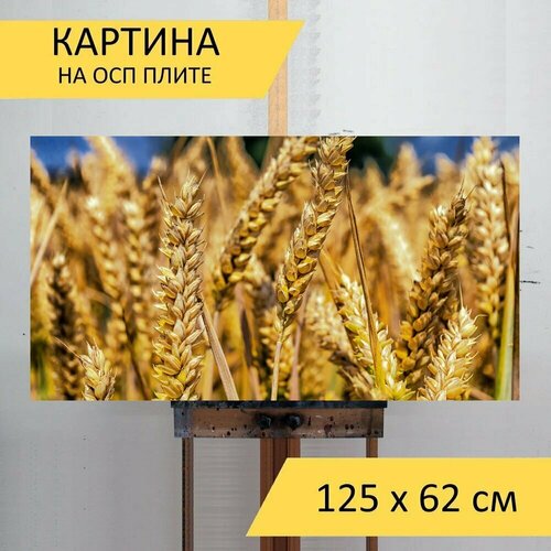 Картина на ОСП "Пшеница, зерно, пшеничный колос" 125x62 см. для интерьера на стену
