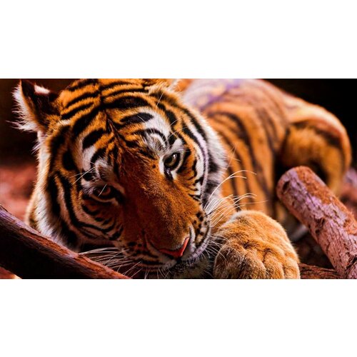 Картина на холсте 60x110 LinxOne "Тигры тигр" интерьерная для дома / на стену / на кухню / с подрамником