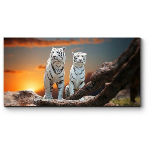 Модульная картина Два белых тигра на закате 50x25