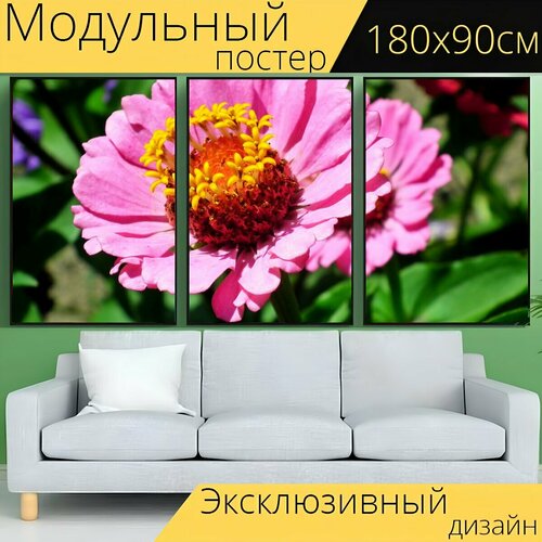 Модульный постер "Цинния, цветы, летом" 180 x 90 см. для интерьера