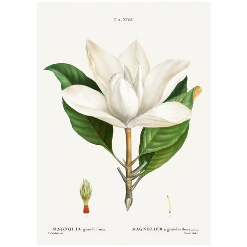 Постер / Плакат / Картина Дикие цветы - Белая Магнолия 60х90 см в раме