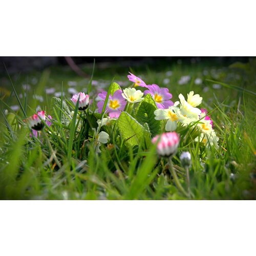 Картина на холсте 60x110 LinxOne "Весна цветы трава полевые" интерьерная для дома / на стену / на кухню / с подрамником