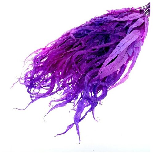 Школа талантов Сухоцвет «Ситник», фиолетовый, 15 шт. в упаковке