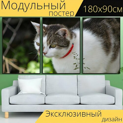 Модульный постер "Кошка, домашний питомец, животное" 180 x 90 см. для интерьера
