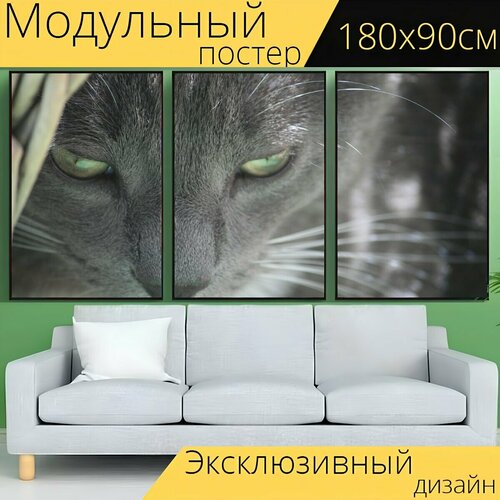 Модульный постер "Кот, серый, морда кошки" 180 x 90 см. для интерьера