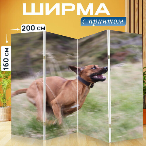 Ширма перегородка с принтом "Риджбек, собака, родезийский" на холсте - 200x160 см. для зонирования, раскладная