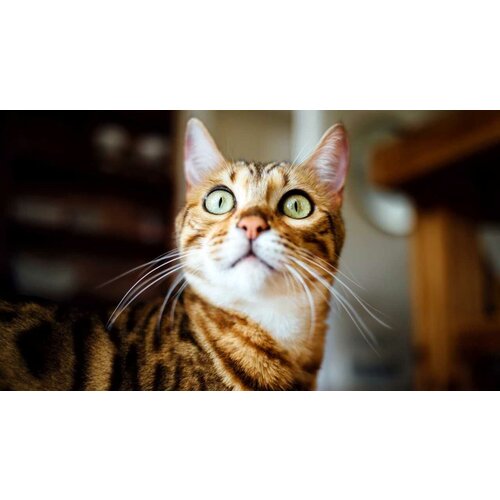 Картина на холсте 60x110 LinxOne "Кот взгляд усы мордочка" интерьерная для дома / на стену / на кухню / с подрамником