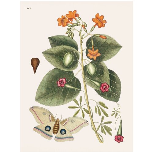 Постер / Плакат / Картина Бабочки - Бабочки и оранжевые цветы 90х120 см в подарочном тубусе