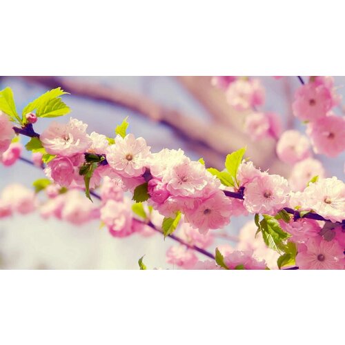 Картина на холсте 60x110 LinxOne "Сакура весна лепестки" интерьерная для дома / на стену / на кухню / с подрамником