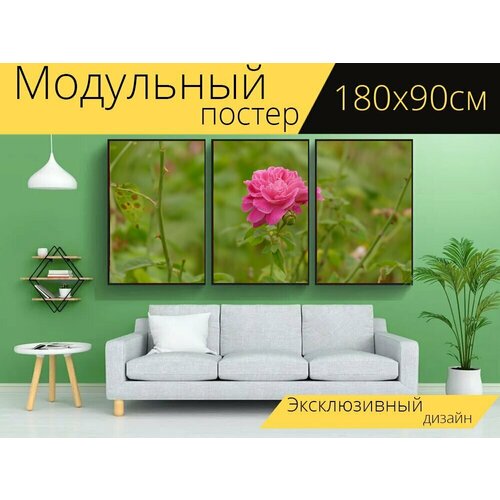 Модульный постер "Роза, цветок, днп россия" 180 x 90 см. для интерьера