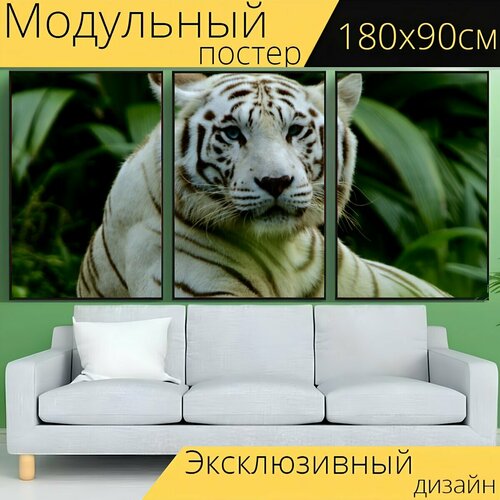 Модульный постер "Белый тигр, природа, тигр" 180 x 90 см. для интерьера