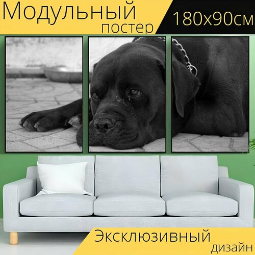 Модульный постер "Собака, чернить, домашний питомец" 180 x 90 см. для интерьера