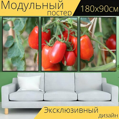 Модульный постер "Помидоры, помидоры рома, урожай" 180 x 90 см. для интерьера