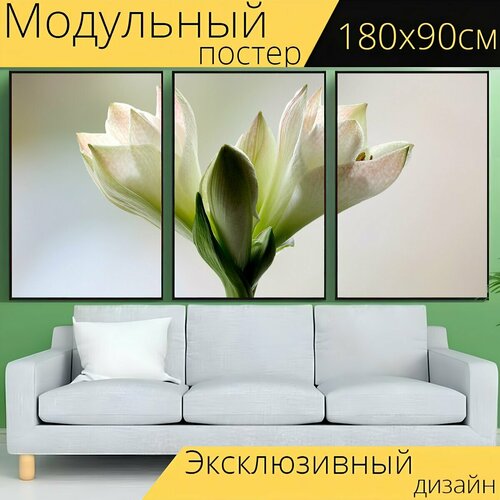 Модульный постер "Амариллис, цвести, цветок" 180 x 90 см. для интерьера