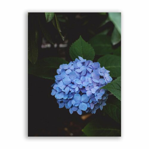 Постер цветы на бумаге / Гортензия / Размер 60 x 80 см