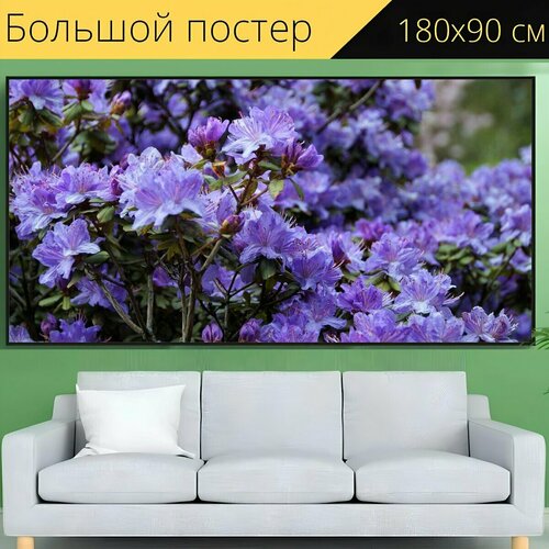 Большой постер "Азалия, цветы, фиолетовый" 180 x 90 см. для интерьера