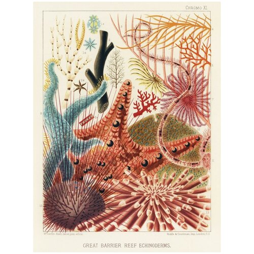 Постер / Плакат / Картина Иглокожие животные Большого Барьерного рифа 60х90 см в подарочном тубусе