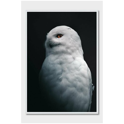 Постер для интерьера Postermarkt, 50х70 см в белой рамке, декор на стену Животные #30